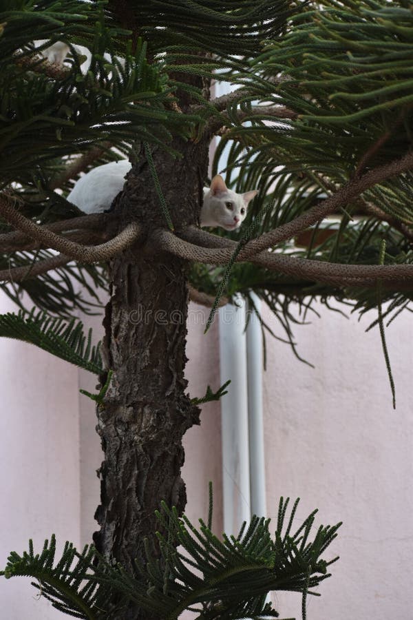 A Cat Seating on the Tree Animals Stock Photo - Image of jungle, plant ...
