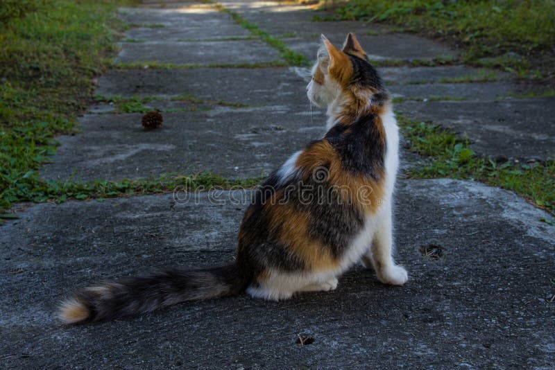 Cat seen from behind stock photo. Image of kitten, white - 49031046