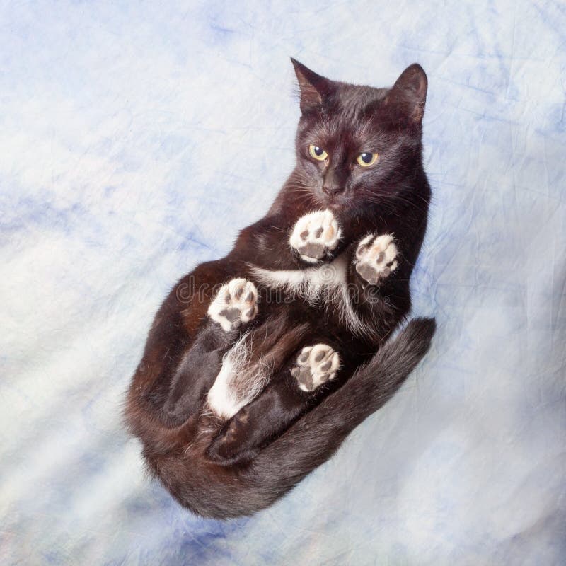 Cat Seen from Below through Glass Stock Image - Image of black, mammal ...