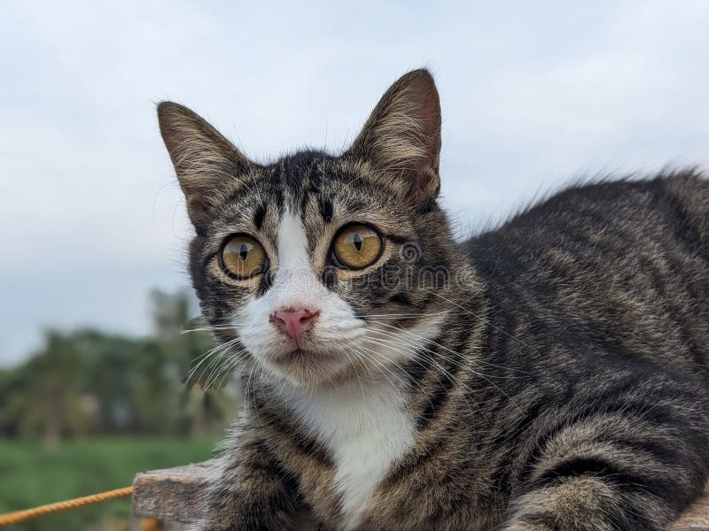 Cat Sees Friend in the Distance in the Morning Stock Image - Image of ...