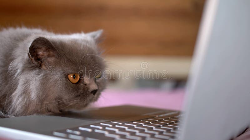 Cat with a Serious Carefully Look is Studying Something on a Laptop ...