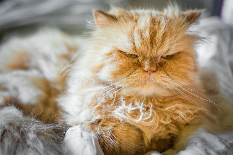 1,670 Ginger Persian Cat Stock Photos - Free & Royalty-Free Stock ...