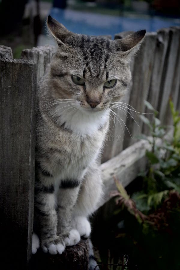 Cat stock photo. Image of animal, serious, face, look - 99739326