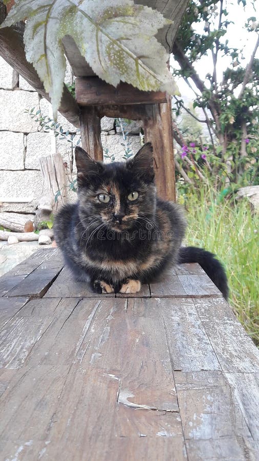 Cat serious looking stock photo. Image of cute, serious - 170042866