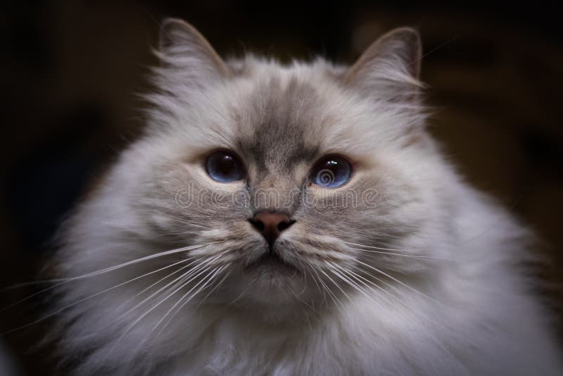 Cat session stock photo. Image of session, cats, animal - 207195904