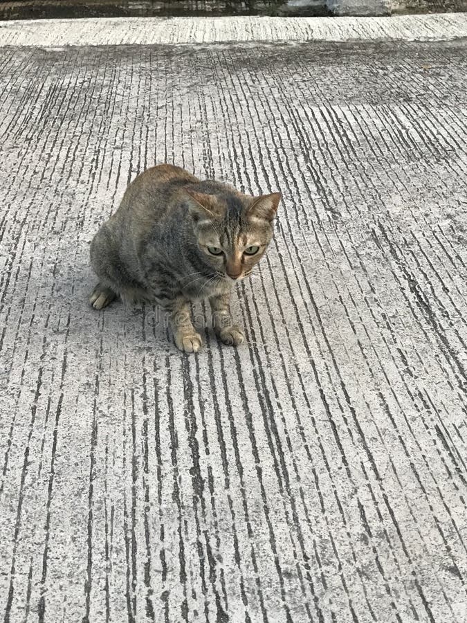 Cat on the road stock photo. Image of road, animal, setting - 130294308
