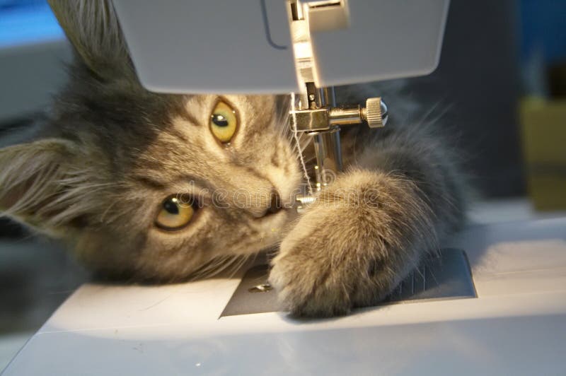1,258 Cat Sewing Stock Photos - Free & Royalty-Free Stock Photos from ...