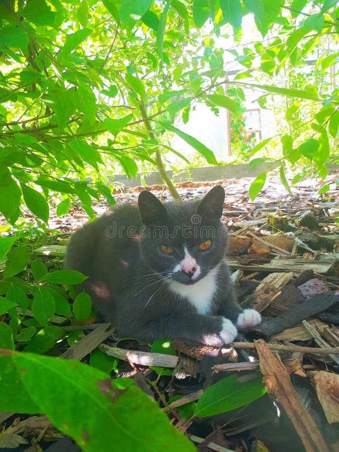 Cat in the shade stock photo. Image of feline, stare - 55903540