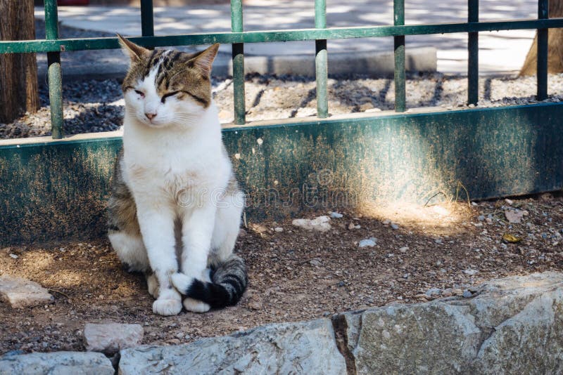 A Cat in the Shade stock photo. Image of stray, shade - 107482246