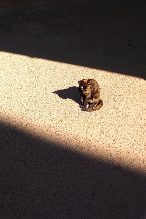 Cat and shadow stock photo. Image of light, shadow, game - 175313852