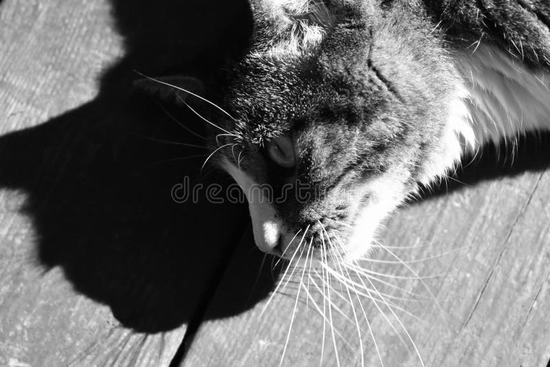 Cat and shadow stock photo. Image of veternary, black - 130621762