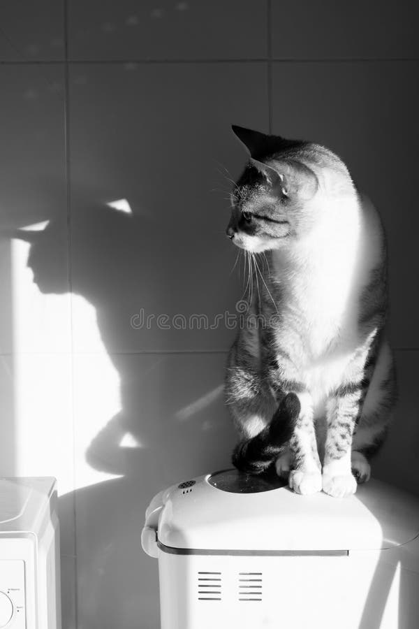 Cat shadow stock image. Image of eyes, household, animal - 71667555