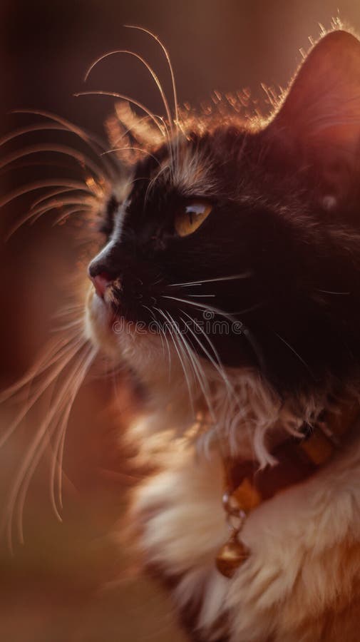 In the Shadow of Golden Gate Bridge, San Francisco Stock Photo - Image ...