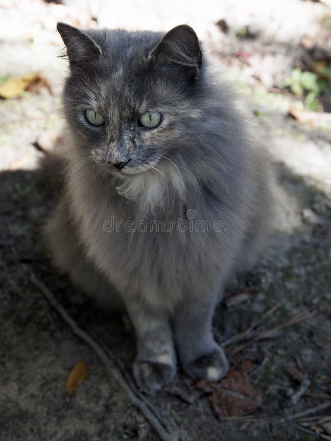 Cat in Shadow stock image. Image of friendship, listening - 82597077