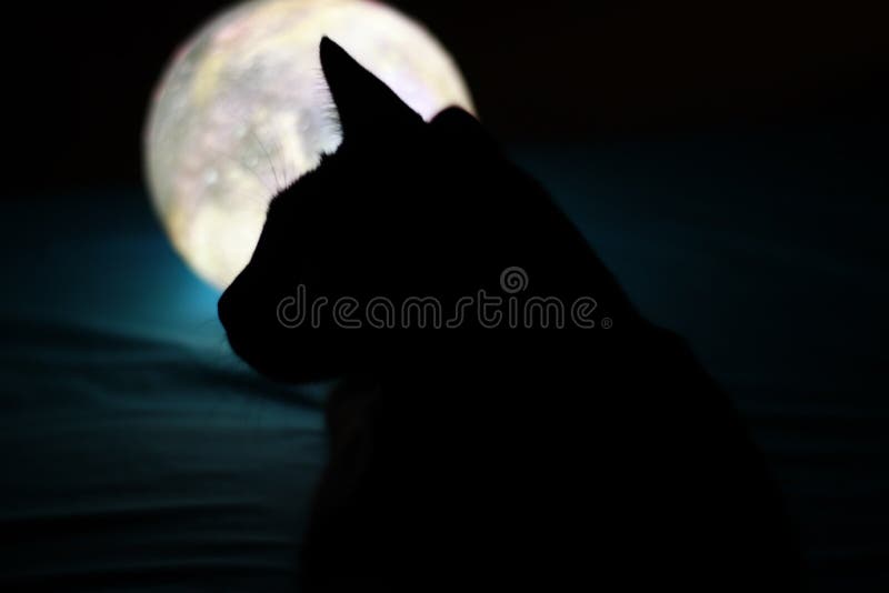 Cat in the Shadow with Moon Stock Photo - Image of fantasy, mysticism ...