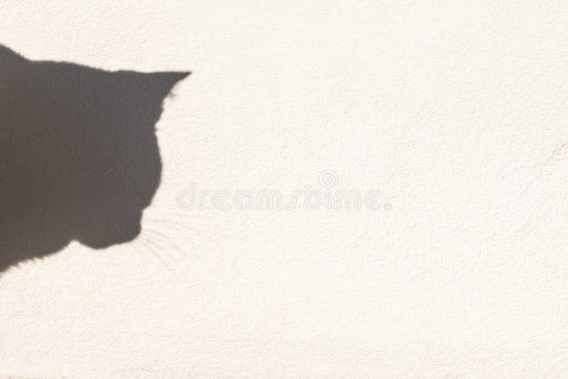 Cat Shadow Projected on the White Wall Stock Image - Image of backdrop ...
