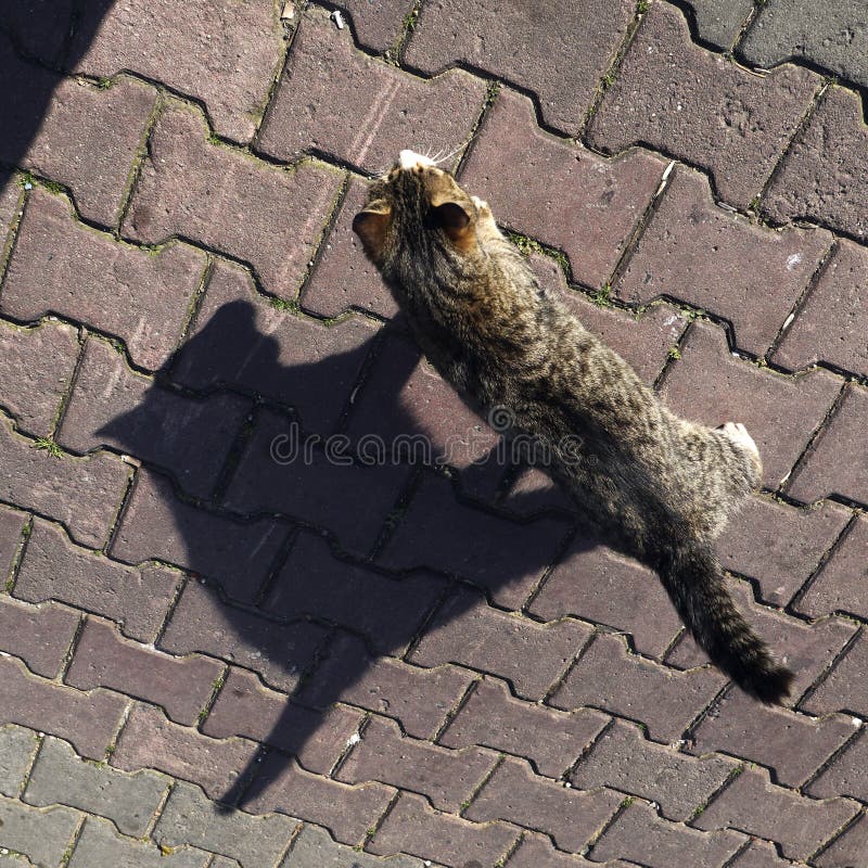 Cat and Shadow at the Street from High Angle View. Stock Photo - Image ...