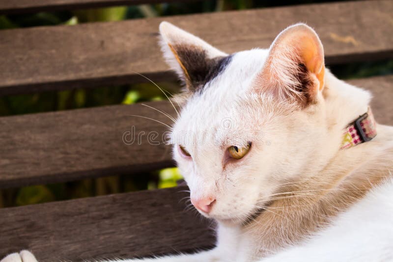 The cat with sharp eyes stock photo. Image of sharp, playing - 91428018