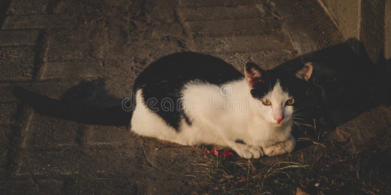 Cat with Sharp Eyes in a Park Stock Photo - Image of park, cute: 227537772