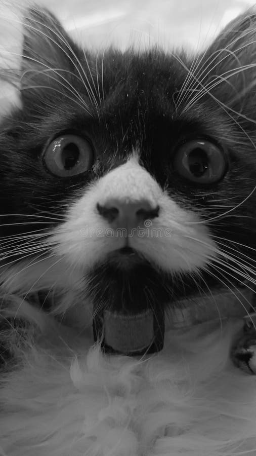 A cat sharp gaze stock image. Image of gaze, cats, ayes - 260713177