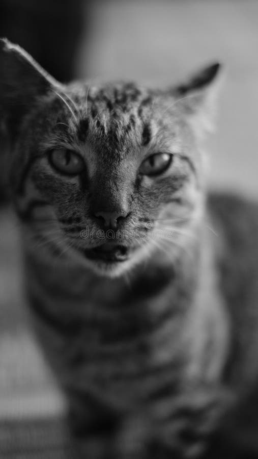 Cat with a sharp gaze stock photo. Image of camera, sharp - 275362972