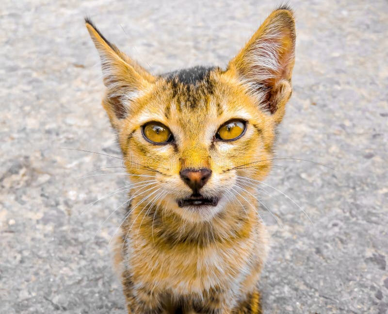A cat with sharp look. stock photo. Image of sharp, wildlife - 186158310