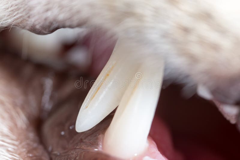 Cat Sharp Teeth Super Macro Stock Photos - Free & Royalty-Free Stock ...