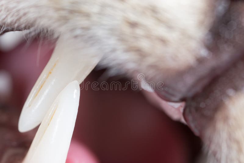 Cat Sharp Teeth. Super Macro Stock Image - Image of color, male: 111195369