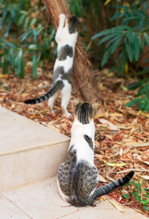 Cat Sharpening Its Claws On A Tree Stock Image - Image of sharpening ...