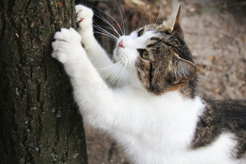 Cat Sharpening Its Claws On A Tree Stock Image - Image of sharpening ...