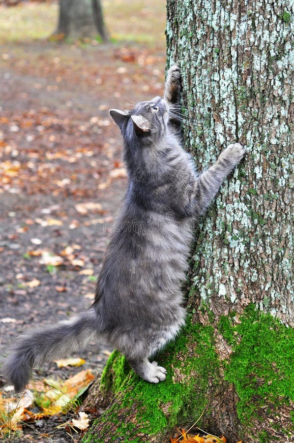 114 Cat Sharpening Its Claws Photos - Free & Royalty-Free Stock Photos ...