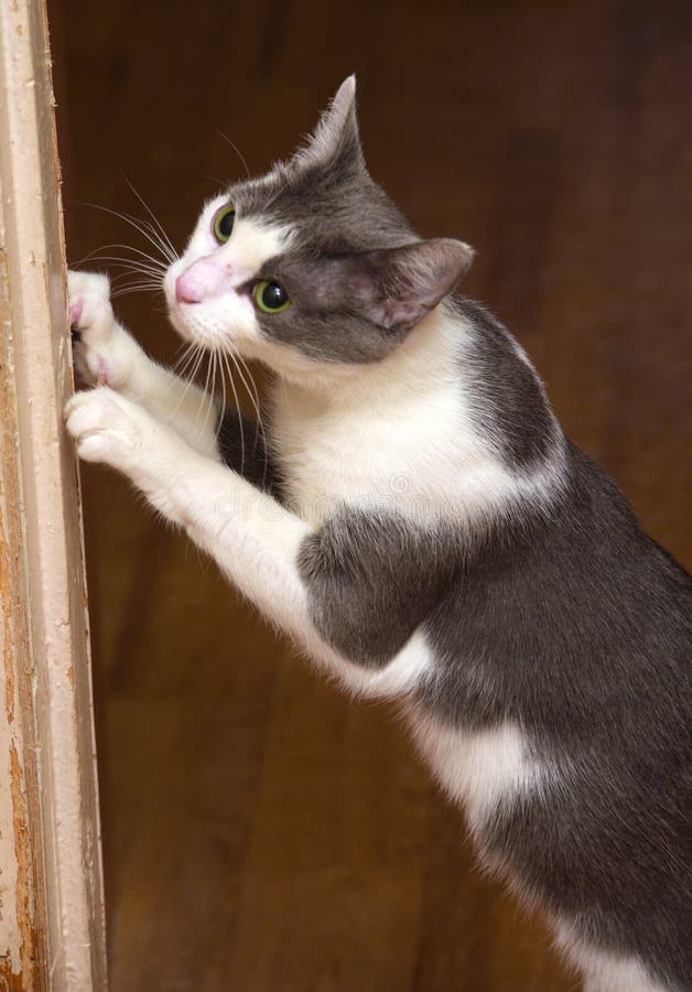 Cat Sharpens Claws on a Door Stock Image - Image of habit, animal ...