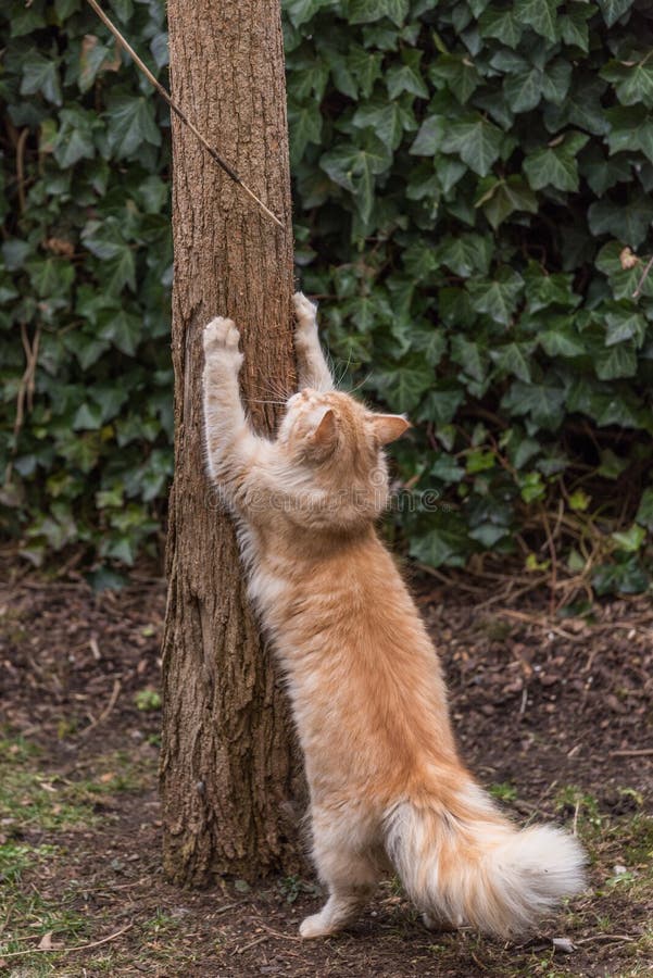 Cat sharpens her claws stock image. Image of trees, play - 216080357