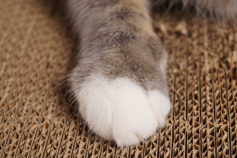 Cat Sharpens Its Claws on a Cardboard Scratching Post.Paw with Claws ...