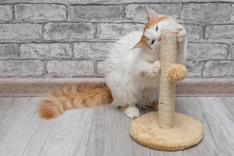 Cat Sharpens Its Claws on a Scratching Post Stock Photo - Image of ...