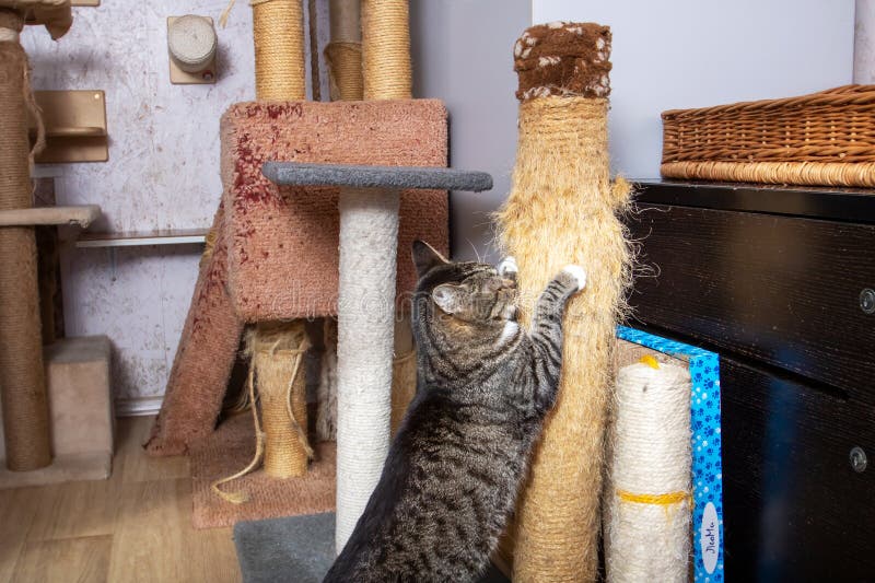 Cat Sharpens Its Claws on Scratching Post Stock Image - Image of furry ...