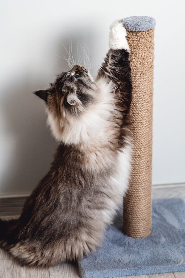 Cat Talons Stock Photos - Free & Royalty-Free Stock Photos from Dreamstime