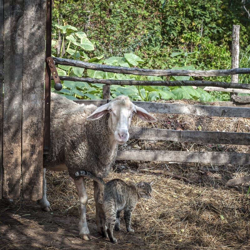 Cat and sheep stock image. Image of domestic, sheepfold - 100525991