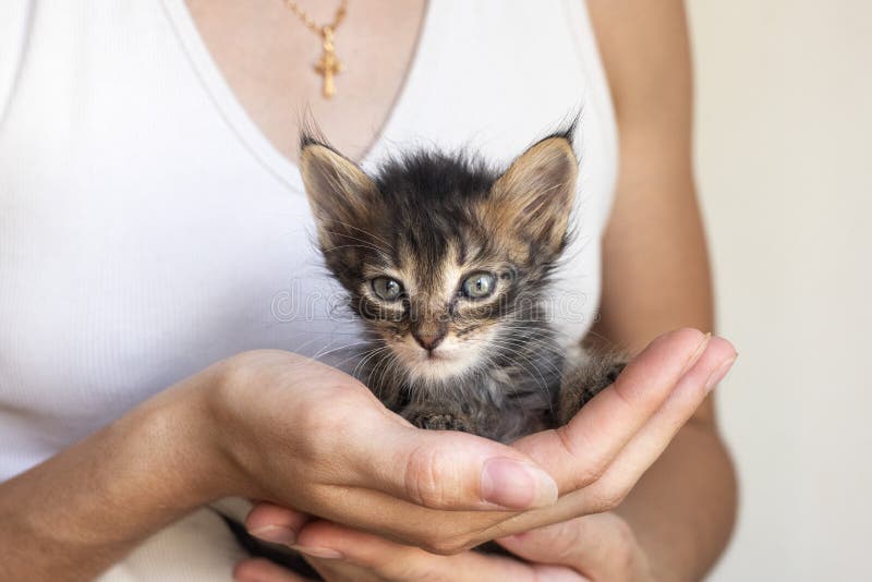 Cat. a Shelter for Stray Cats.Homeless Animal Problem. Stock Photo ... Cat. a Shelter for Stray Cats.Homeless Animal Problem. Stock Photo ...
