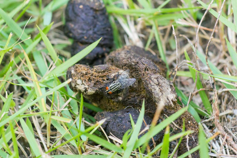 Cat shit with fly. stock photo. Image of smelly, nature - 66518754