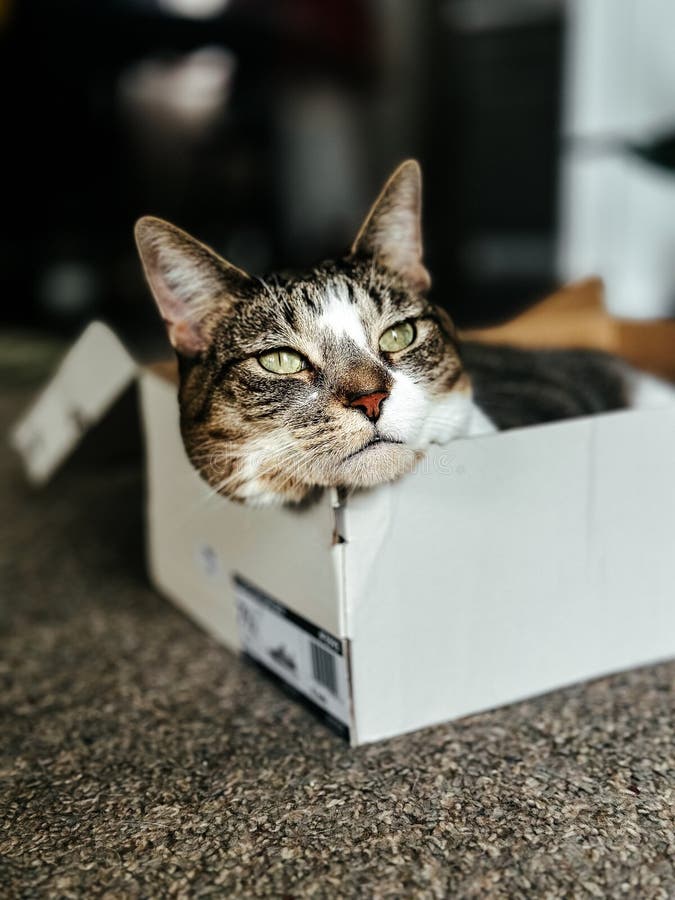 Cat in a Shoe Box in Sunlight Stock Photo - Image of adorable, house ...