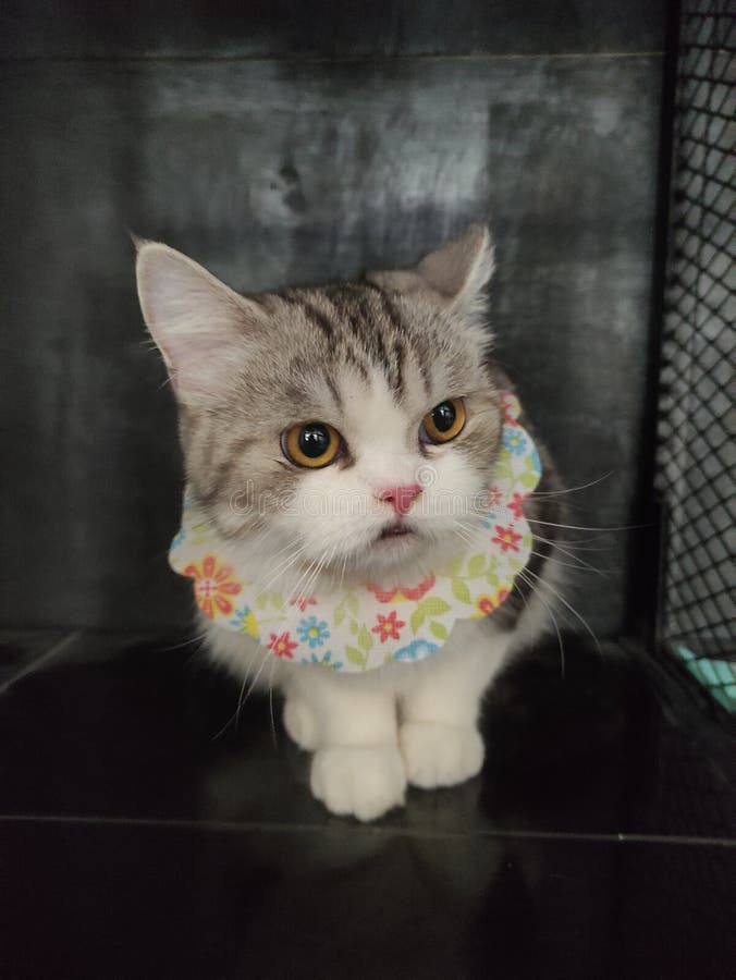 Cat Short Hair Exo Grooming Stock Image - Image of short, hair: 266924755