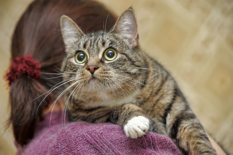 Cat on shoulder stock image. Image of tail, tuxedo, color - 38427201
