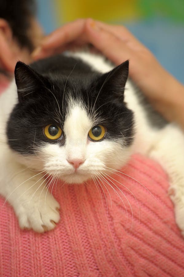 Cat on shoulder stock image. Image of felis, domesticus - 38426779