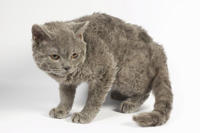 Cat show stock image. Image of tail, animal, nose, grey - 4842709
