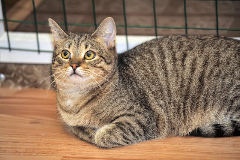 Cat Show Distribution of Animals from the Shelter Stock Photo - Image ...