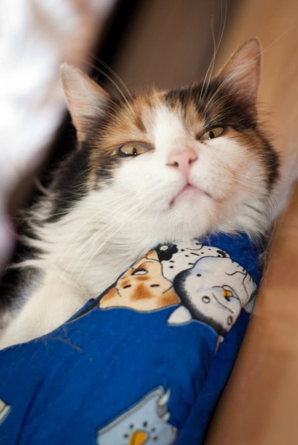 Wrapped up cat stock image. Image of feline, furry, adorable - 27145263