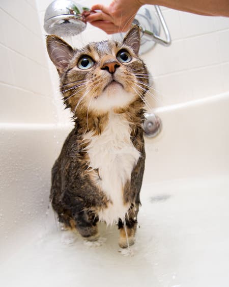 Cat in the shower stock image. Image of spray, taking - 3227053