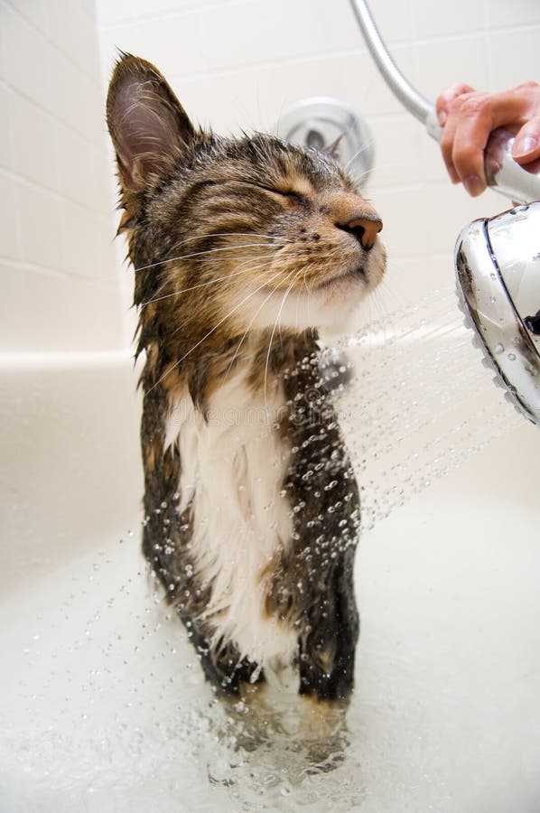 Cat in the shower stock photo. Image of bath, hand, wash - 3227054