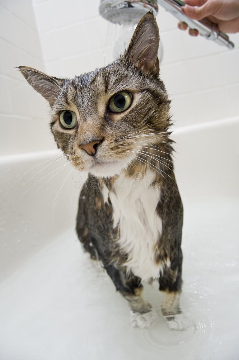 3,019 Cat Shower Stock Photos - Free & Royalty-Free Stock Photos from ...